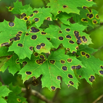 What are these Brown and Black Spots on my Maple Tree’s Leaves? | TN