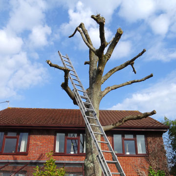 4 Reasons to Consider Dead Wooding Your Trees | Kingsport, TN