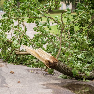 4 Ways Falling Tree Limbs Cause Damage| Johnson City