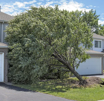 A Tree Fell in My Yard, Now What? | Kingsport | Johnson City, TN
