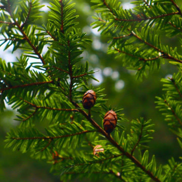 Common Pests that Affect Hemlocks | Johnson City TN