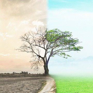 How Droughts Affect Trees