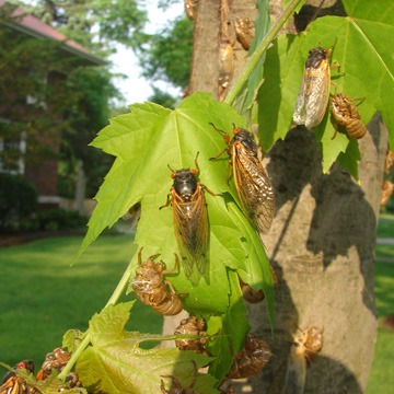 Protect your Trees during Cicada Season in Tennessee | Johnson City TN