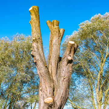 Can you Fix a Topped Tree | Johnson City