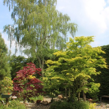 8 Trees to Avoid Planting in your Kingsport Yard | Johnson City TN