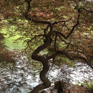 Why is my Japanese Maple Tree starting to Look Ugly | Kingsport TN