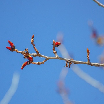 Why is my Tree not Blooming? | Kingsport TN