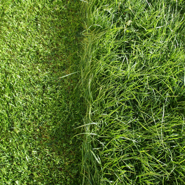 Grass Cutting 101 | Kingsport TN