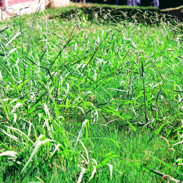 Dealing with Crabgrass | Kingsport, TN