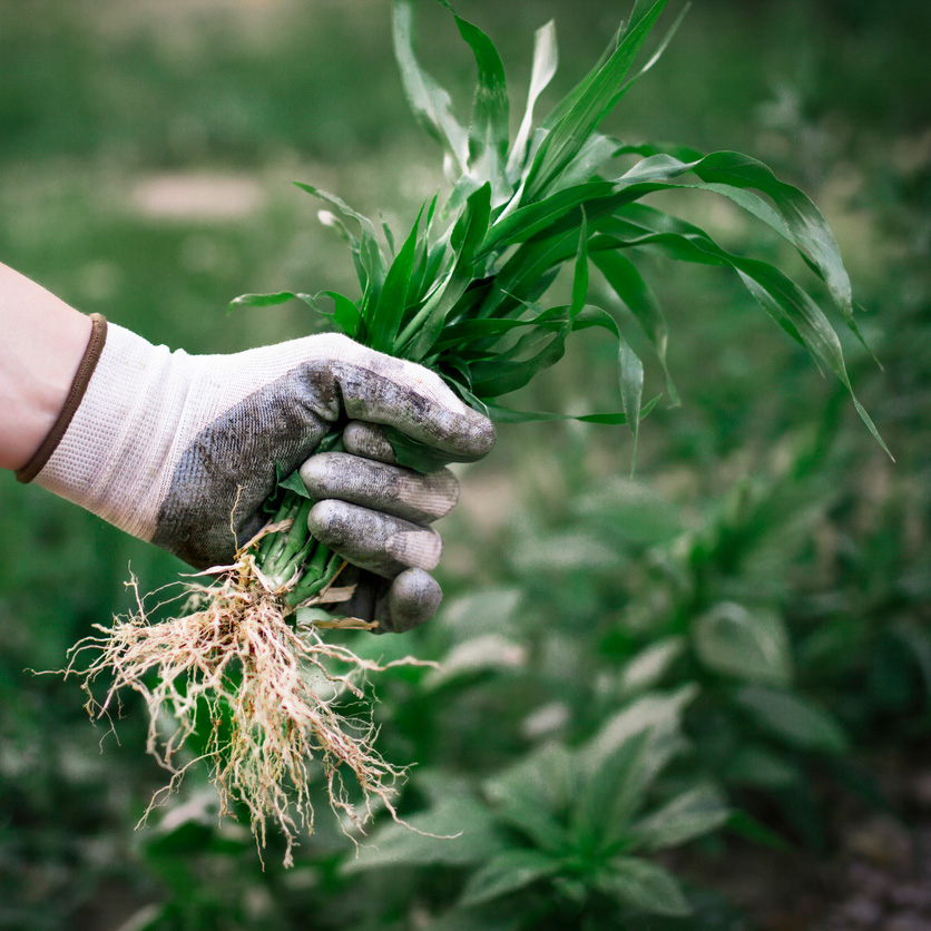 The Complete Weed Control Guide for Kingsport Homeowners